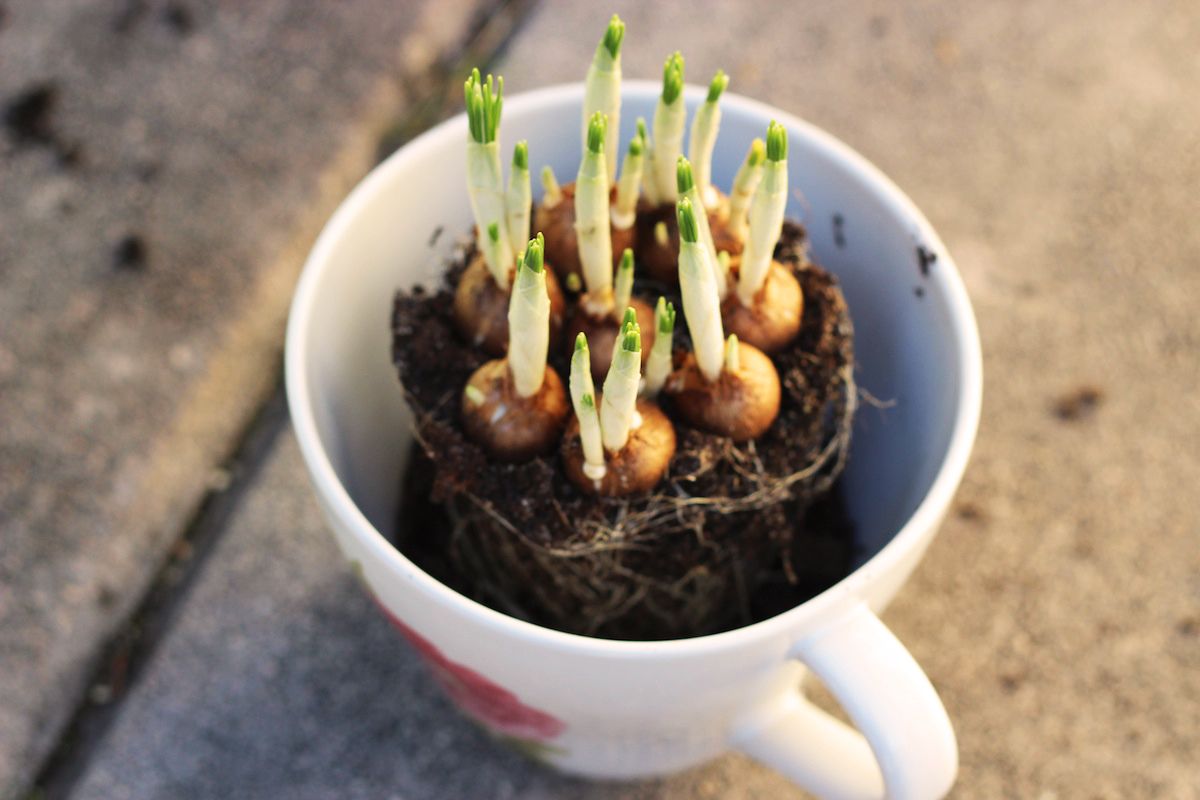 Diy Planter Dans Une Tasse 32 Anne And Dubndidu
